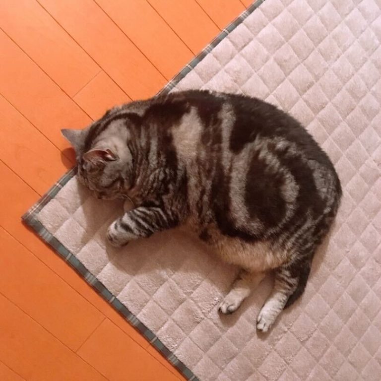 【Snowflake】初心者向け│SnowflakeでSQLを実行する方法 - DX-Accelerator データ人材常駐支援サービス | UNCOVER TRUTH